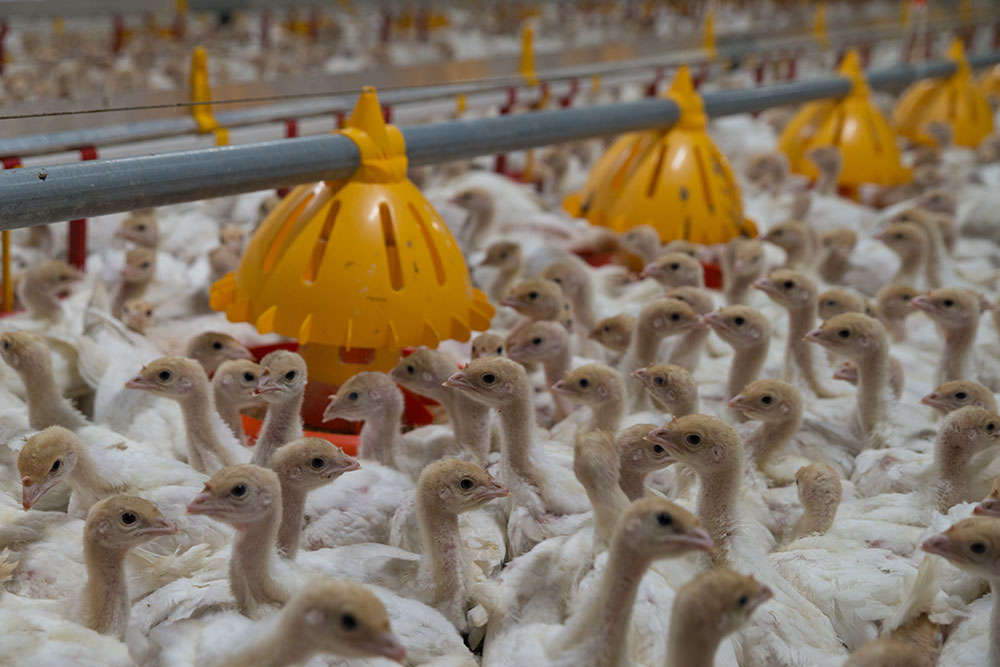 Poultry feeding systems - SKA Poultry Equipment