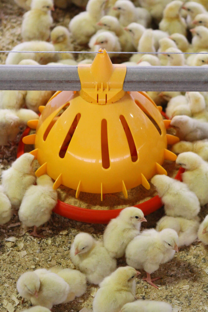 Poultry feeding systems - SKA Poultry Equipment
