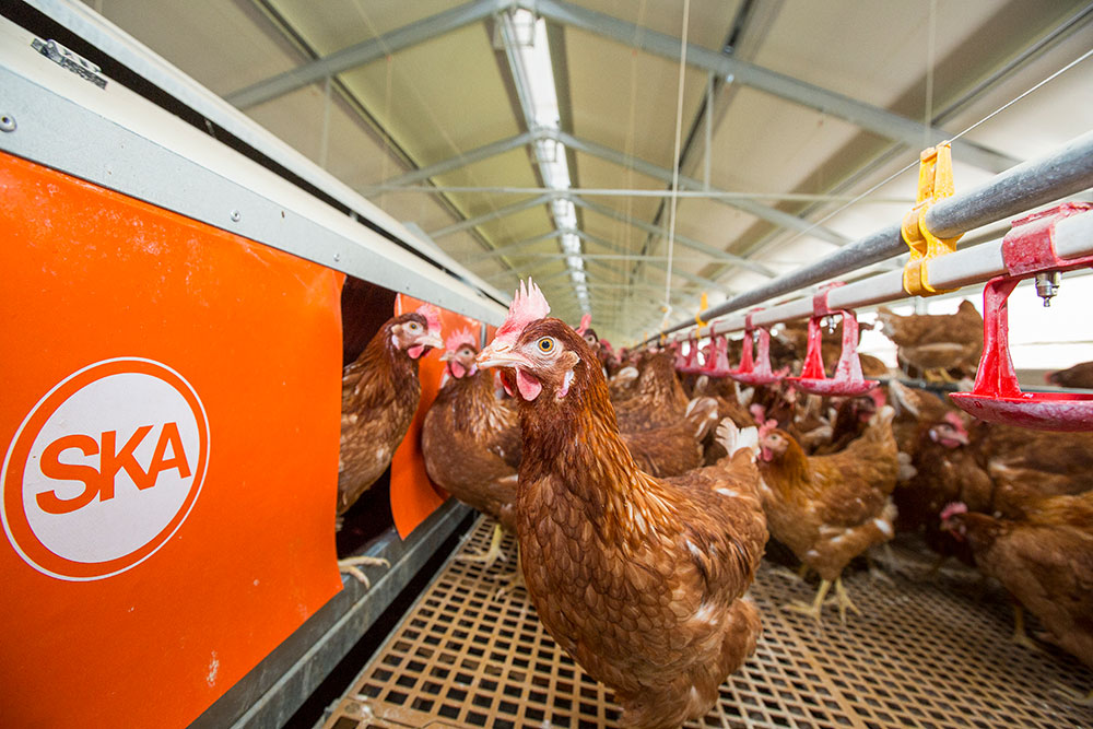 Poultry nesting systems - SKA Poultry Equipment