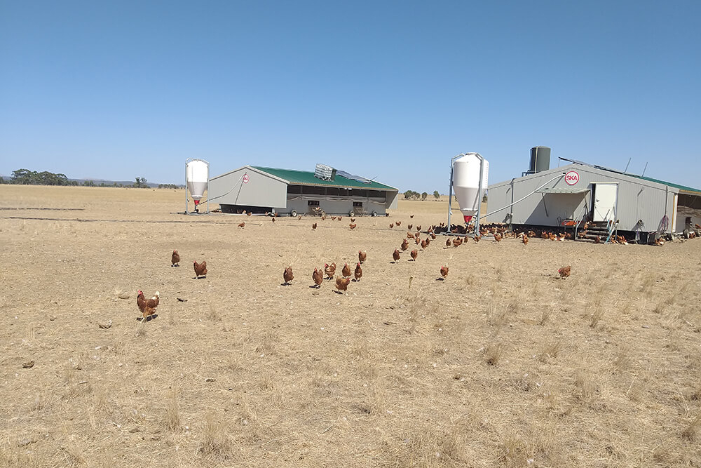 Chicken house design for layers - Laying hen house - Poultry house ...