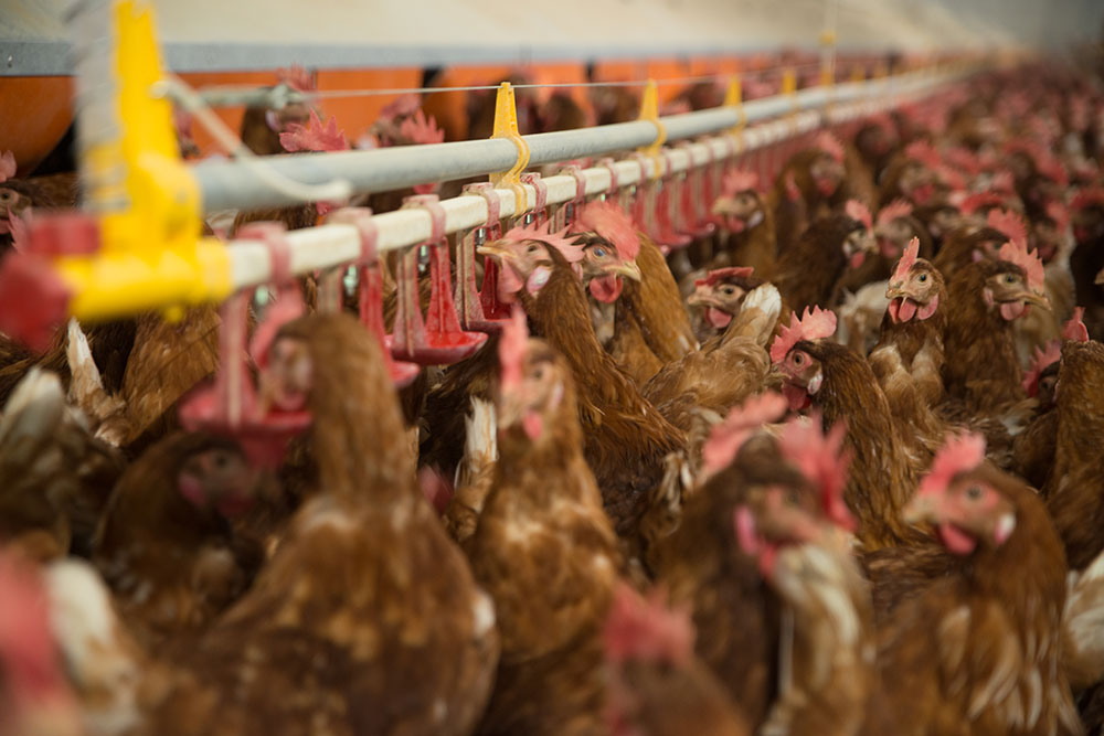 Chicken house design for layers - Laying hen house - Poultry house ...