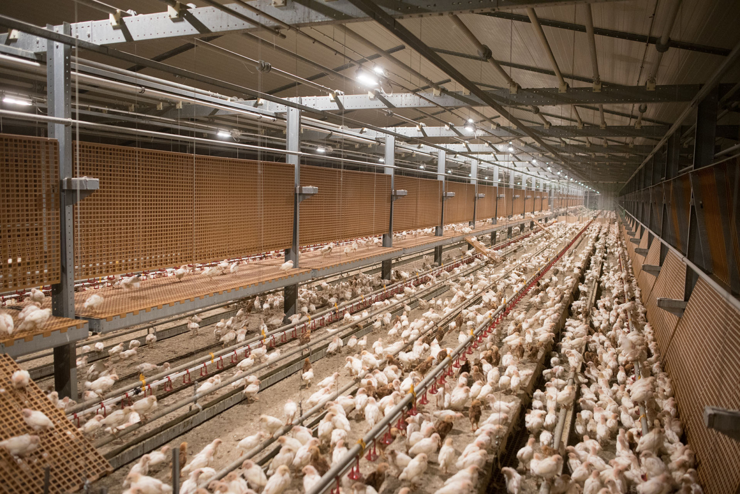 HY-LINE Italy entrusts the SKA Group with the realization of its new ...