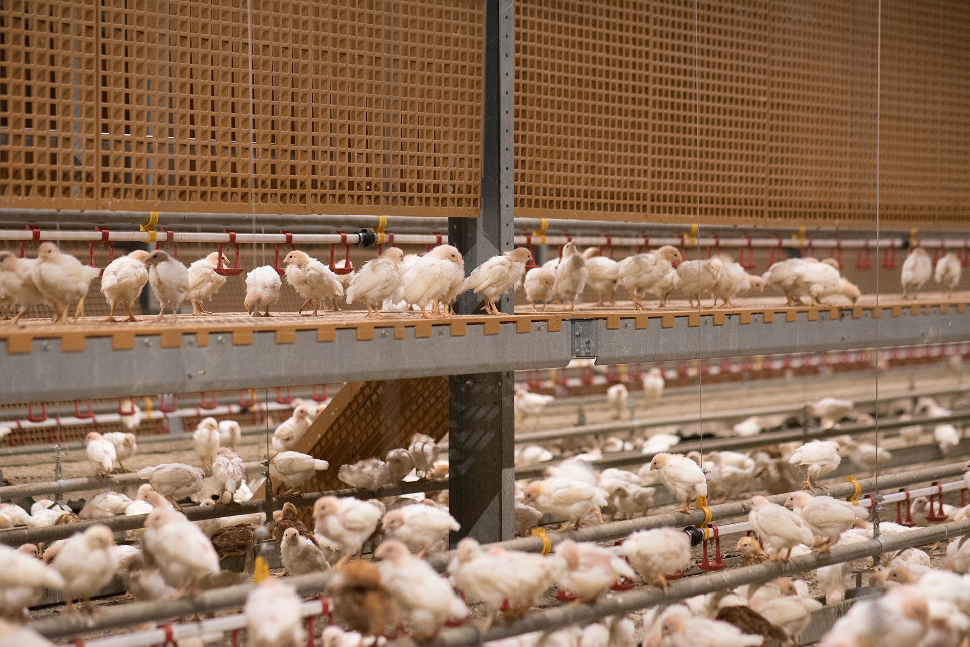 HY-LINE Italy entrusts the SKA Group with the realization of its new ...